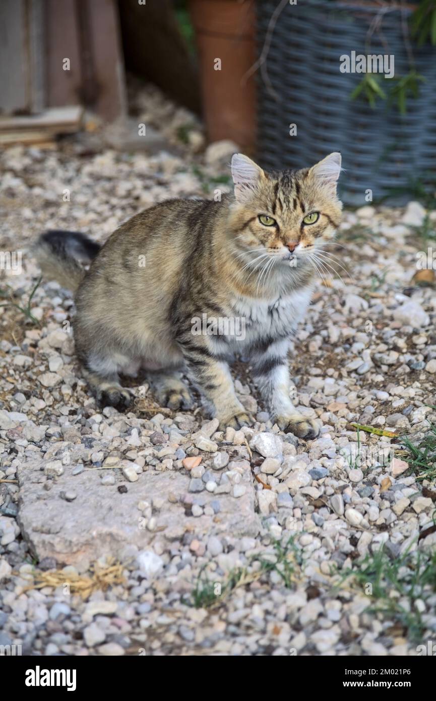 Cat staring at the camera hi-res stock photography and images - Alamy