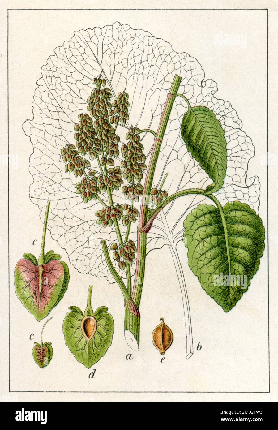 alpine dock Rumex alpinus, (botany book, 1905), Alpen-Ampfer Stock ...