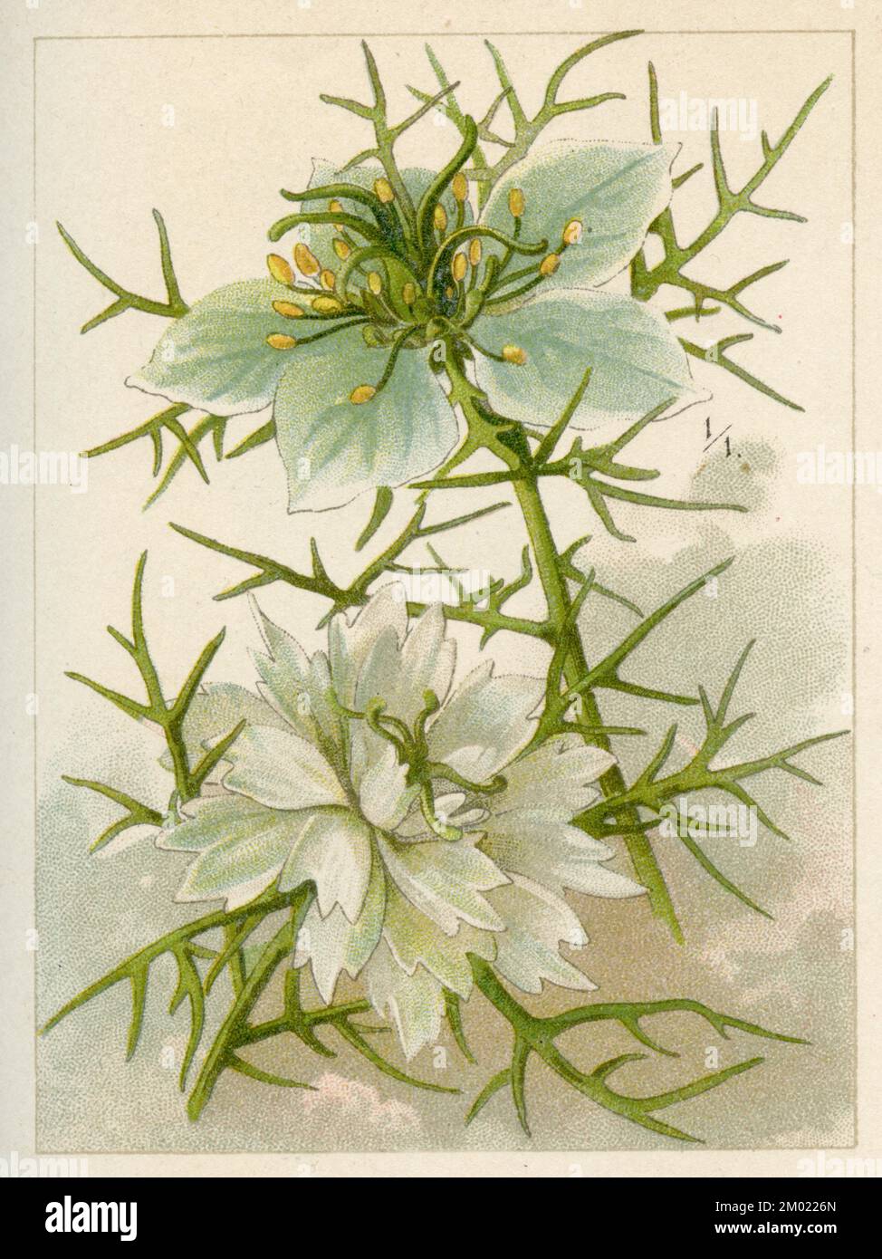 devil in the bush Nigella damascena, (garden book, 1896), Jungfer im ...