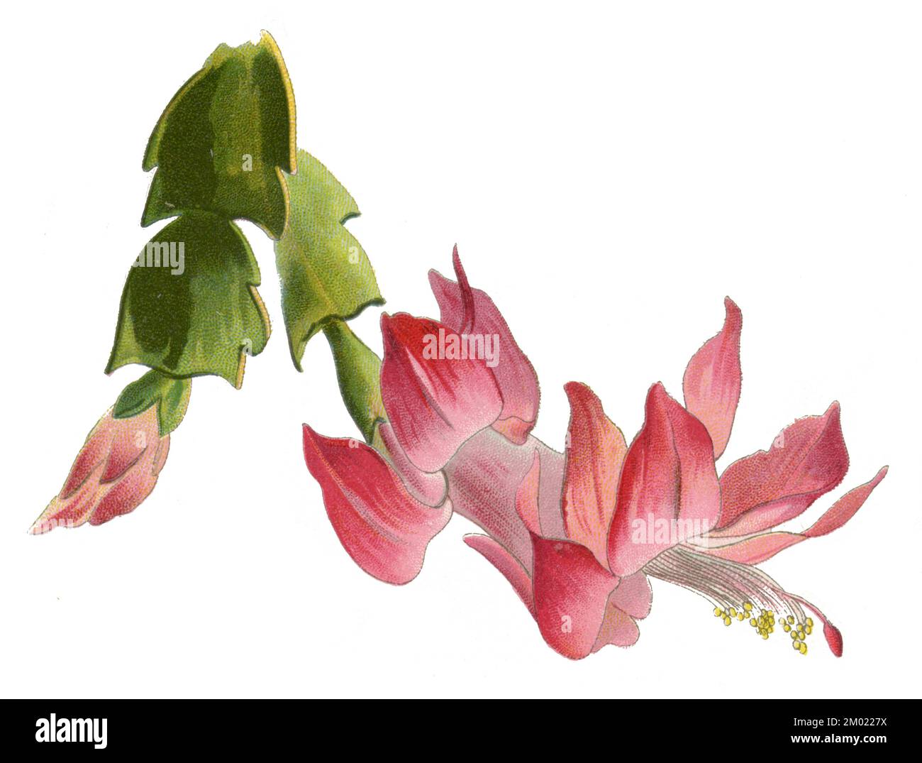 Schlumbergera truncata Schlumbergera truncata, (garden book, 1896 ...