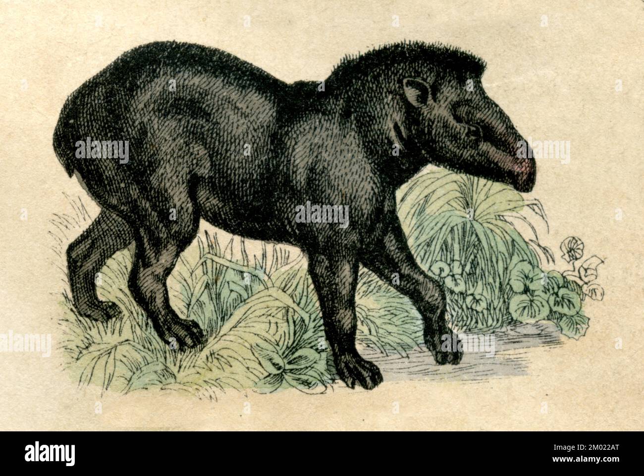 South American tapir Tapirus terrestris, (natural history book, 1861 ...