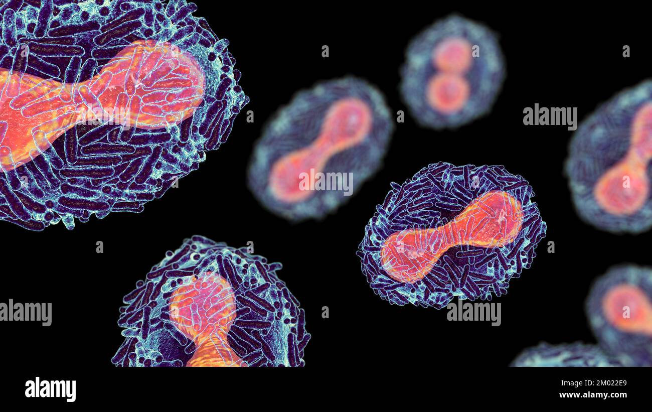 Monkeypox virus particles, illustration Stock Photo - Alamy