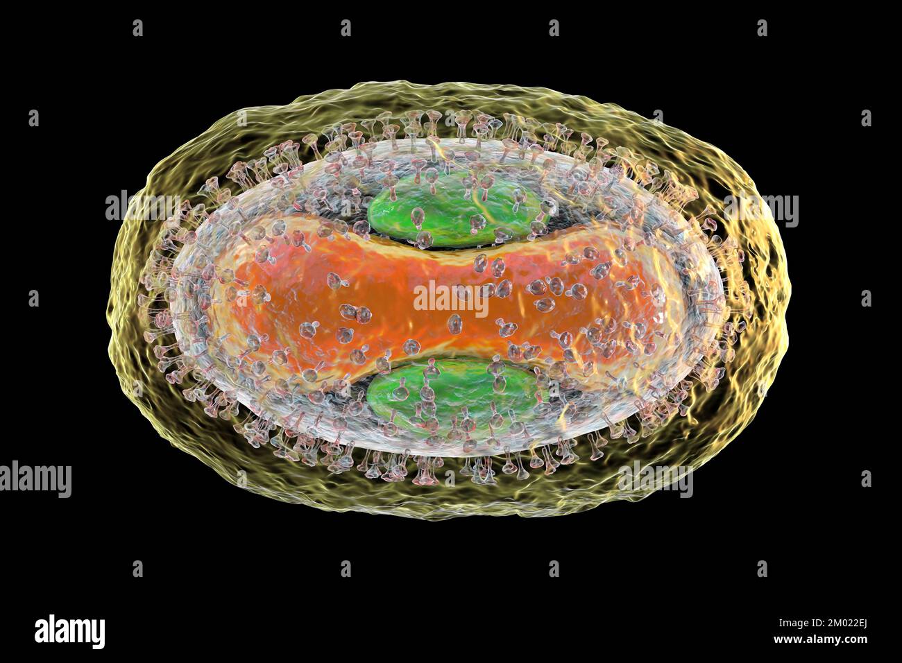 Monkeypox virus particle, illustration Stock Photo - Alamy