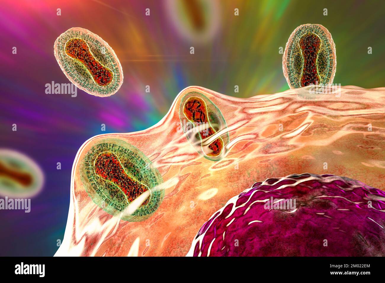 Monkeypox viruses infecting human cell, illustration Stock Photo - Alamy
