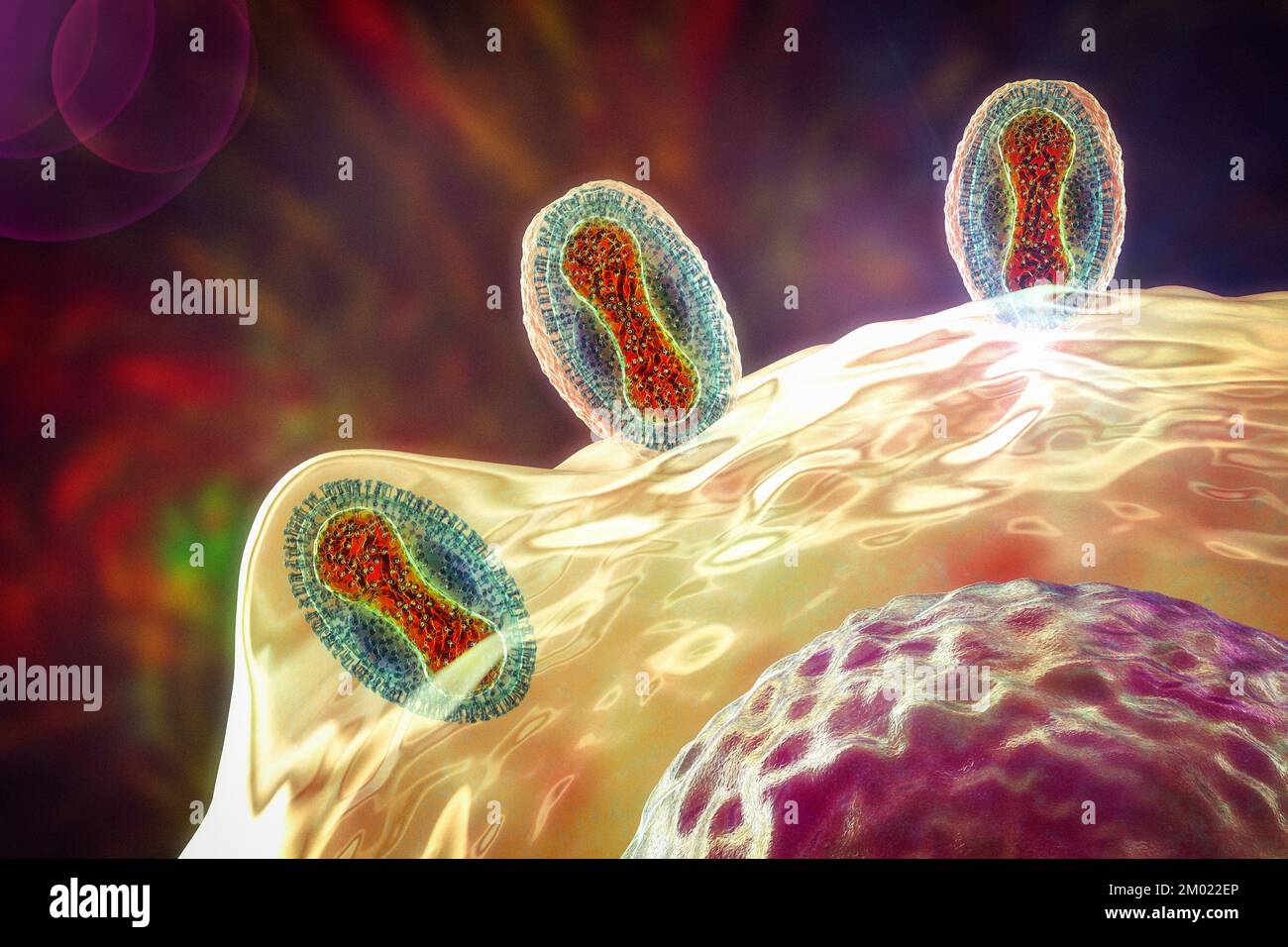 Monkeypox viruses infecting human cell, illustration Stock Photo - Alamy