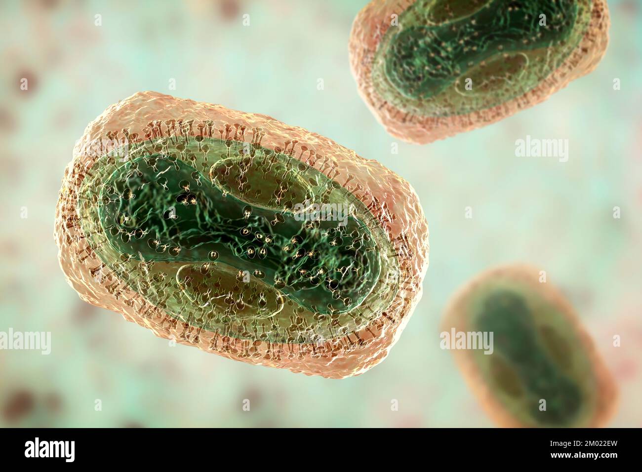 Monkeypox virus particles, illustration Stock Photo - Alamy