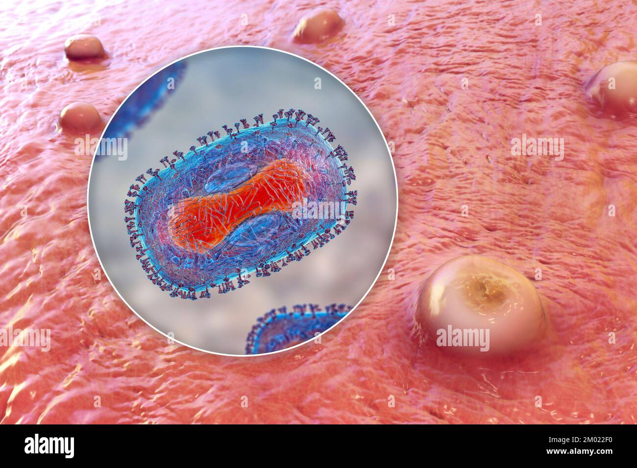 Intracellular fluid hi-res stock photography and images - Alamy