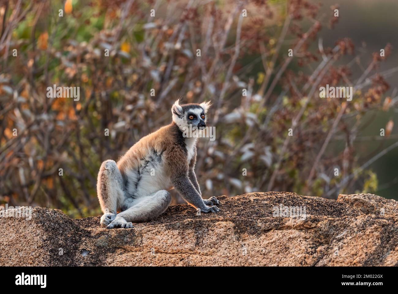 Ring-tailed Lemur - Lemur catta, beautiful lemur from Southern ...