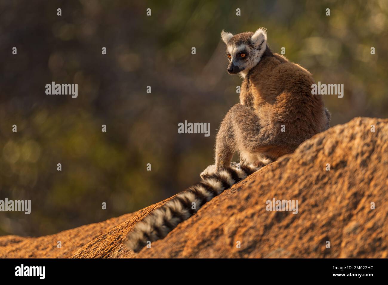 Ring-tailed Lemur - Lemur catta, beautiful lemur from Southern ...