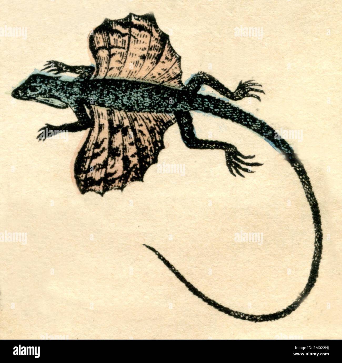 Common flying dragon; Flying dragon Draco volans, (natural history book ...