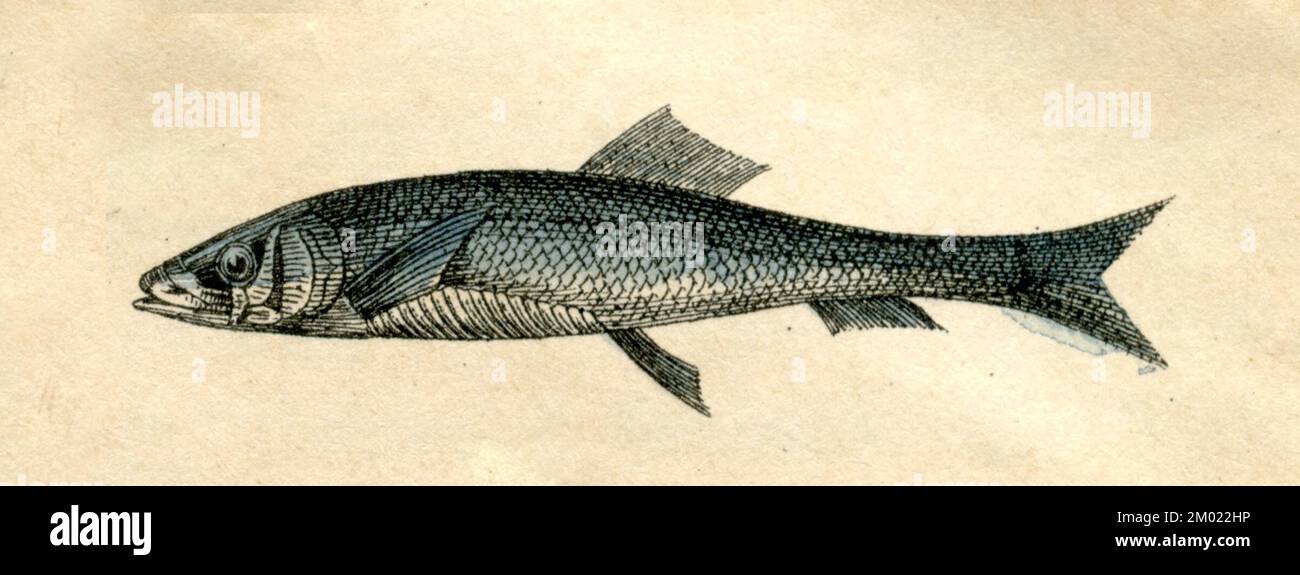Atlantic herring Clupea harengus, (natural history book, 1861 ...