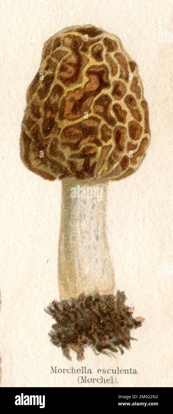 common morel Morchella esculenta, (, ), Speise-Morchel Stock Photo - Alamy
