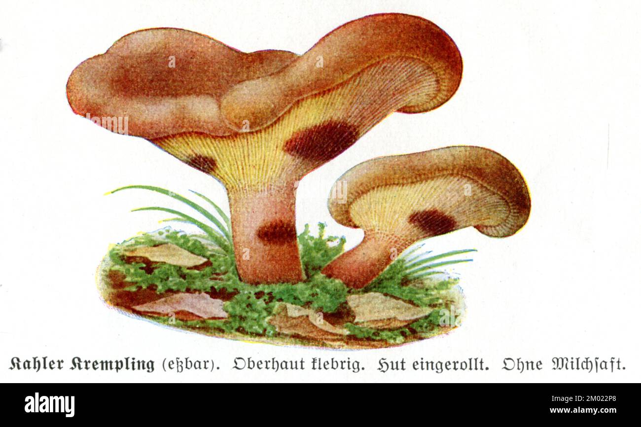 Paxillus involutus Paxillus involutus, (Information paper, 1928 ...
