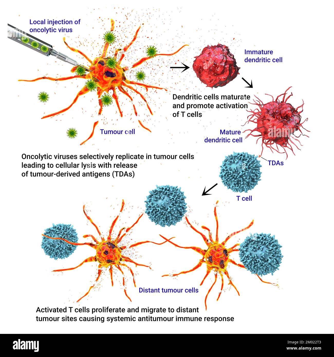 Oncolytic viral therapy, illustration Stock Photo - Alamy
