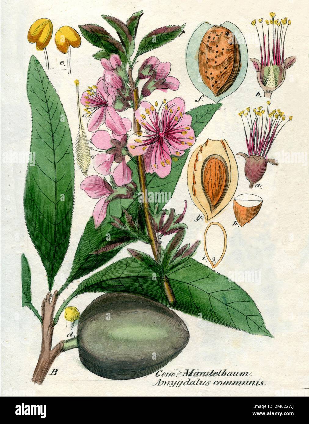 almond tree Prunus dulcis Syn. Prunus amygdalus, (botany book, 1850 ...