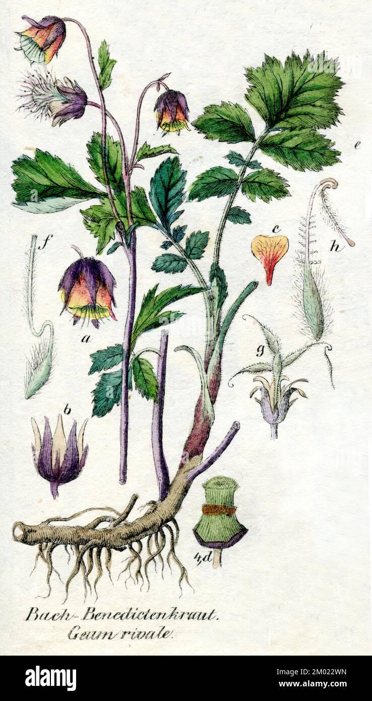 St. Benedict's thistle Centaurea benedicta, (botany book, 1850 ...