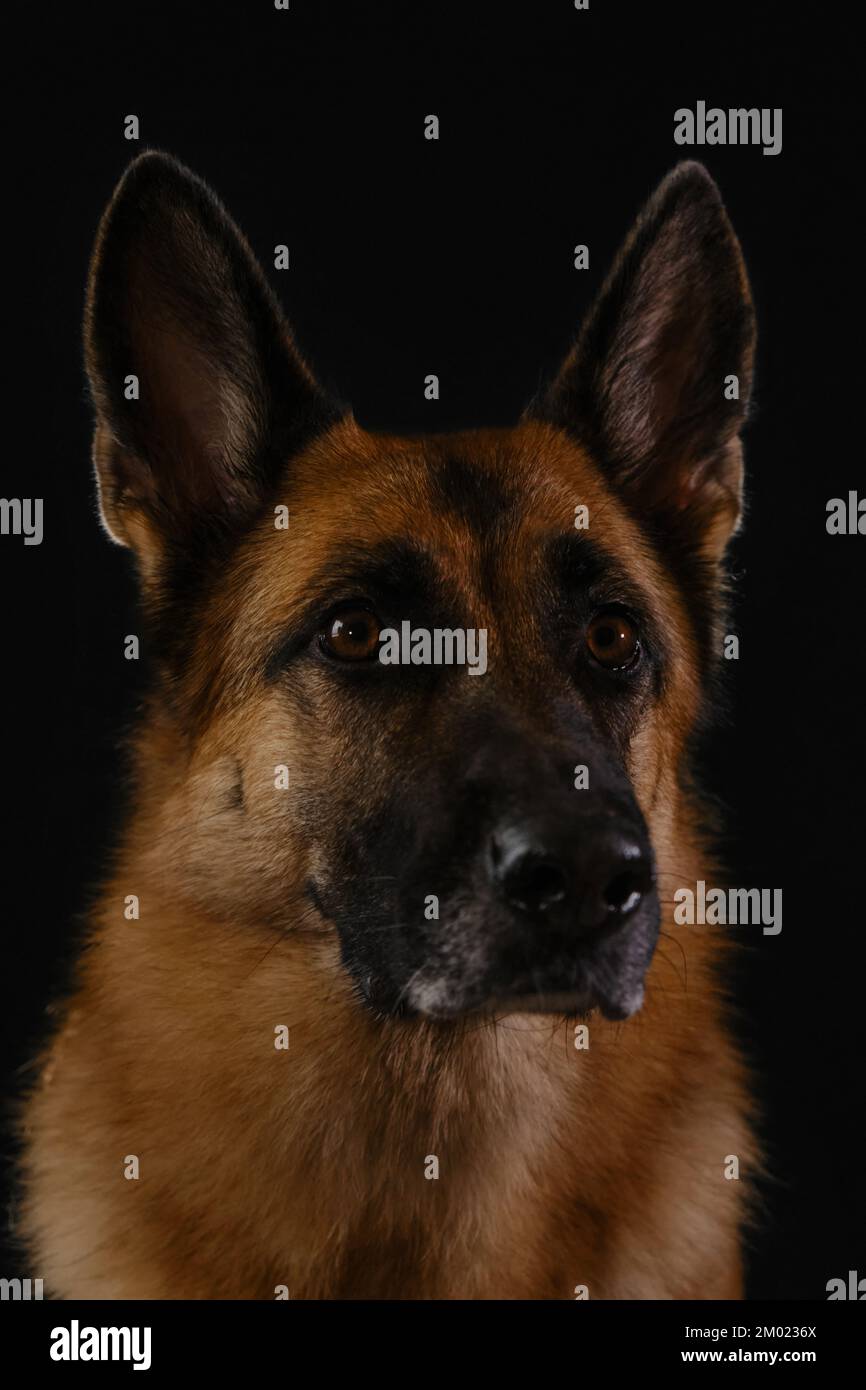 Portrait of red German Shepherd on black background, studio photo ...