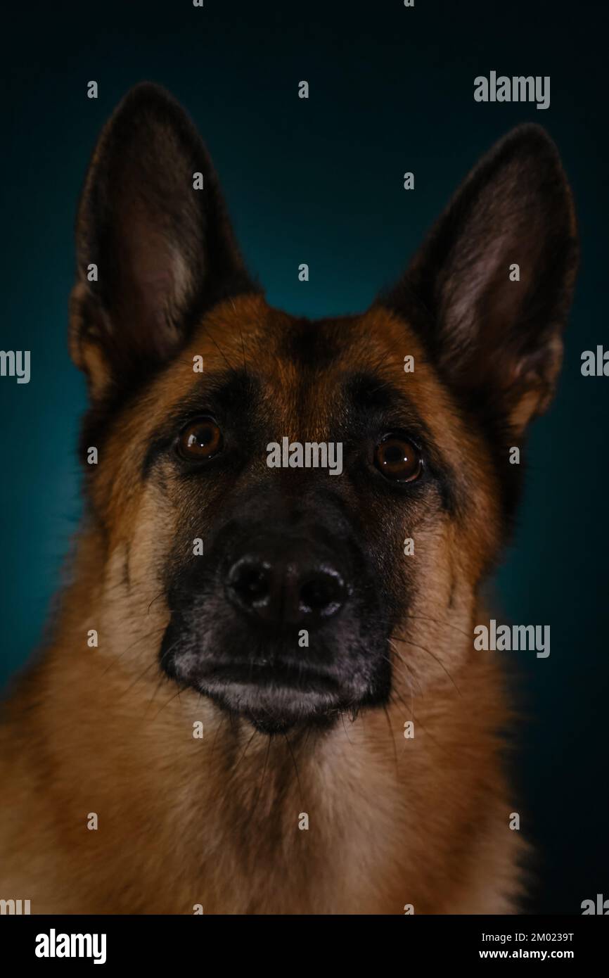 Portrait of red German Shepherd on dark blue background, studio photo ...