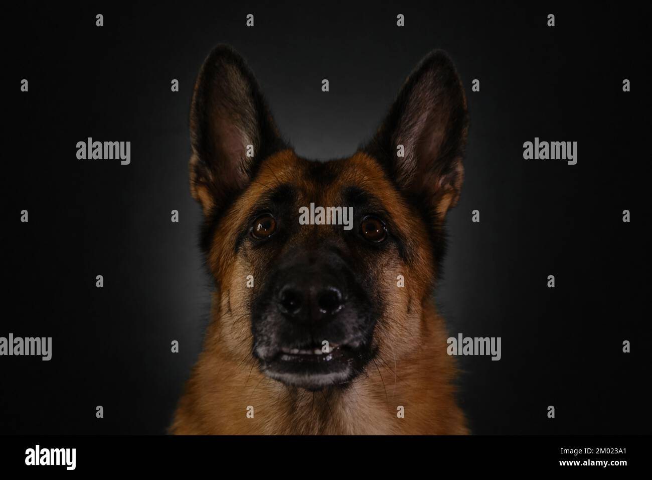 Are German Shepherds Really Smart