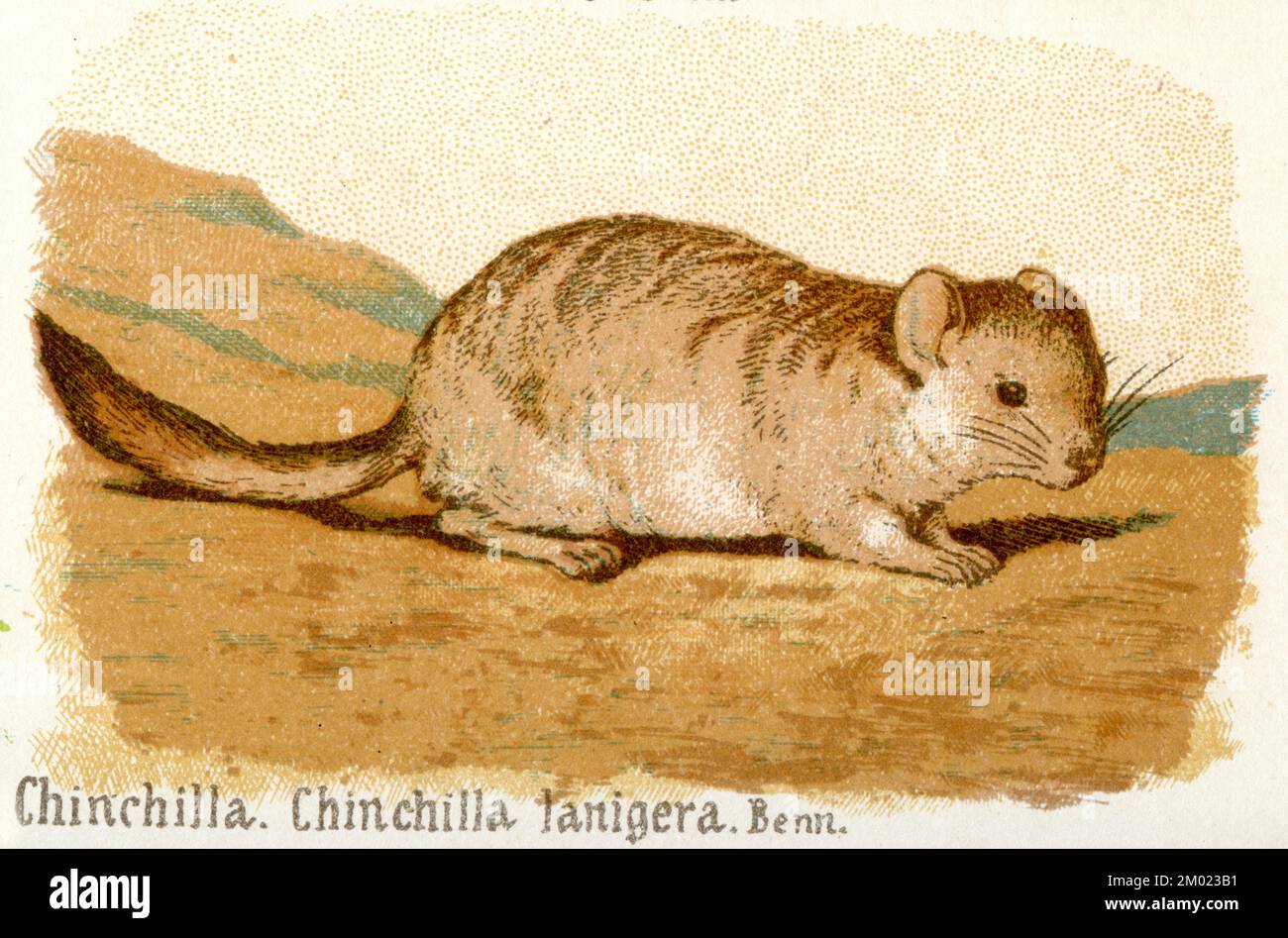 long-tailed chinchilla Chinchilla lanigera, (biology book, 1884 ...