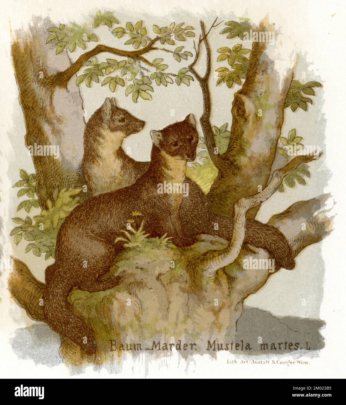 Martre ordinaire hi-res stock photography and images - Alamy