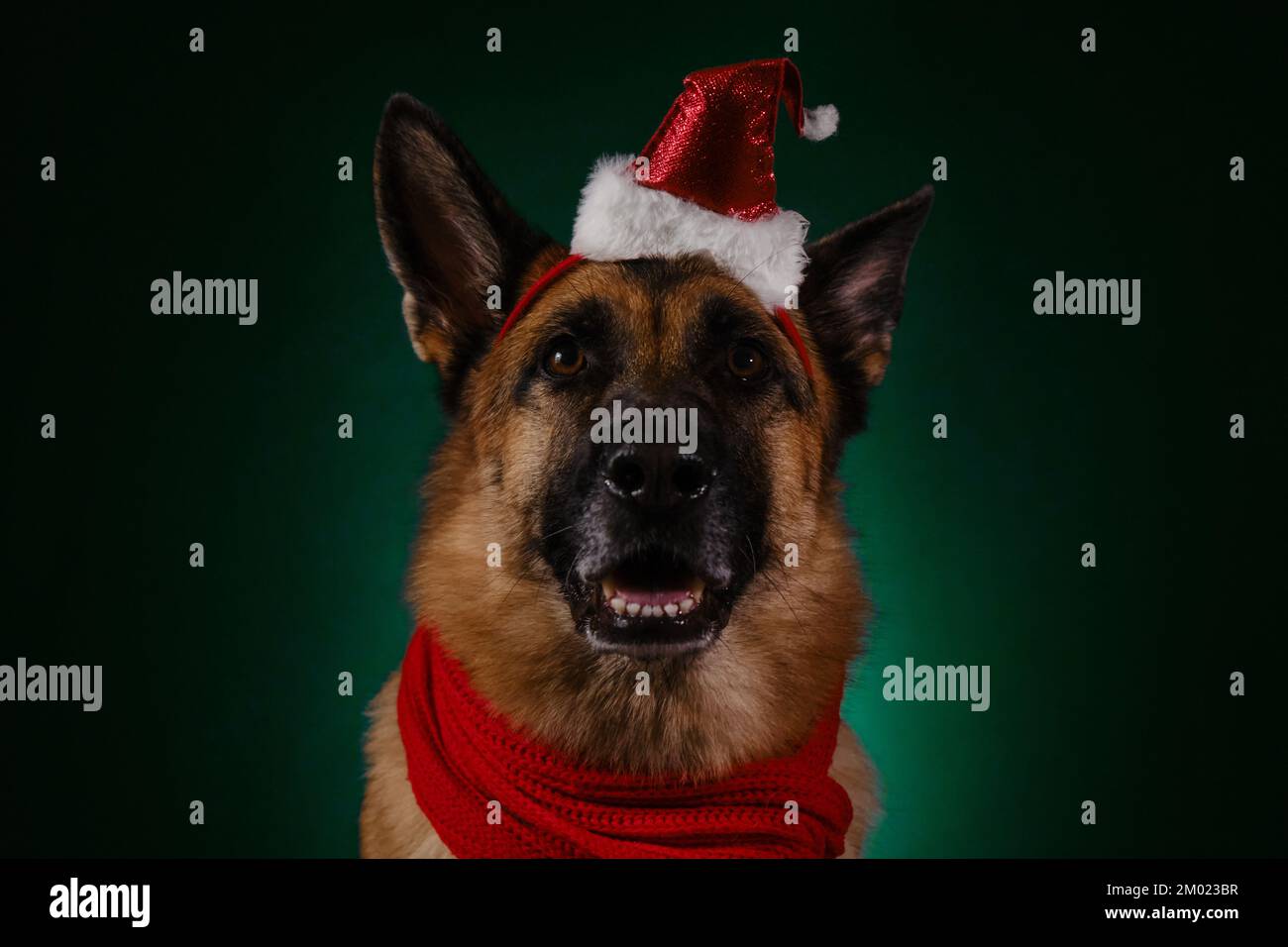 Concept of pet celebrating Christmas as people. Beautiful German ...