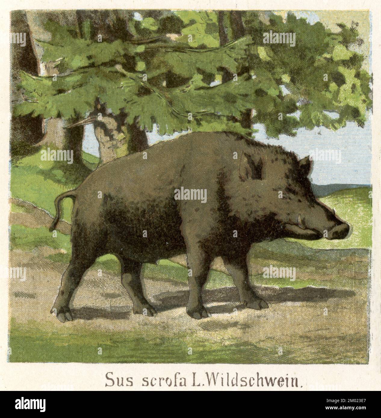 Wild Boar Sus scrofa, (biology book, 1884), Wildschwein Stock Photo - Alamy