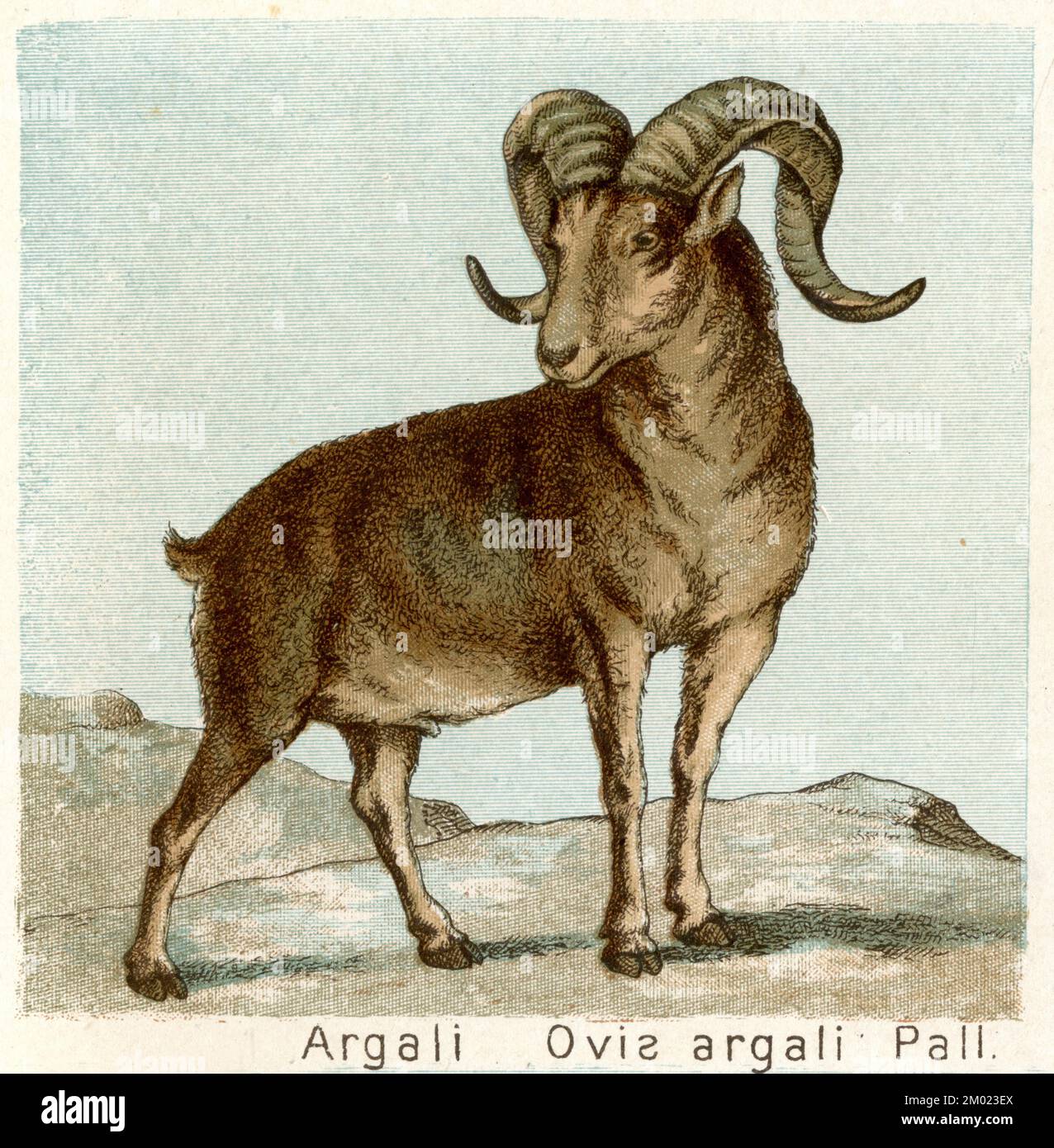 argali Ovis ammon, (biology book, 1884), Argali Stock Photo - Alamy