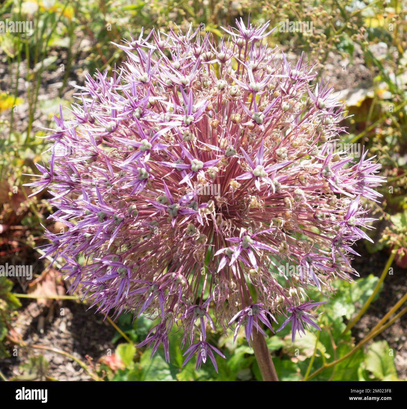 Purple Flower infront of Grass Stock Photo - Alamy
