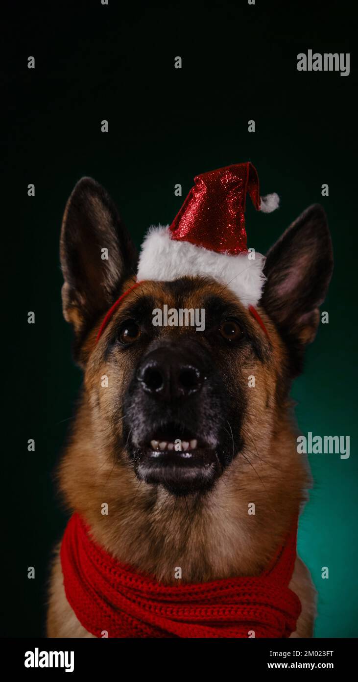 Concept of pet celebrating Christmas as people. Beautiful German ...