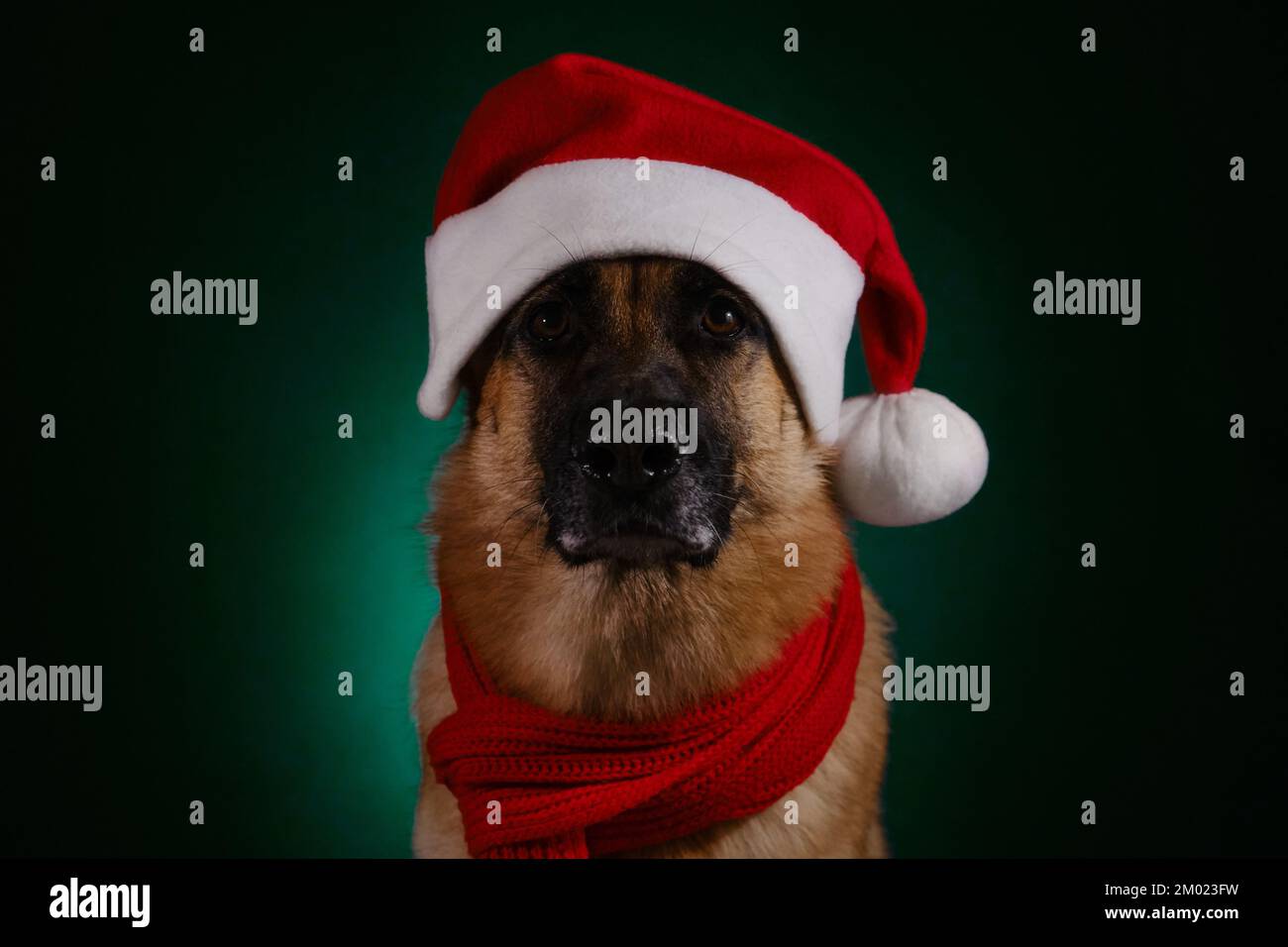 Beautiful German Shepherd with red Santa hat and knitted scarf portrait ...