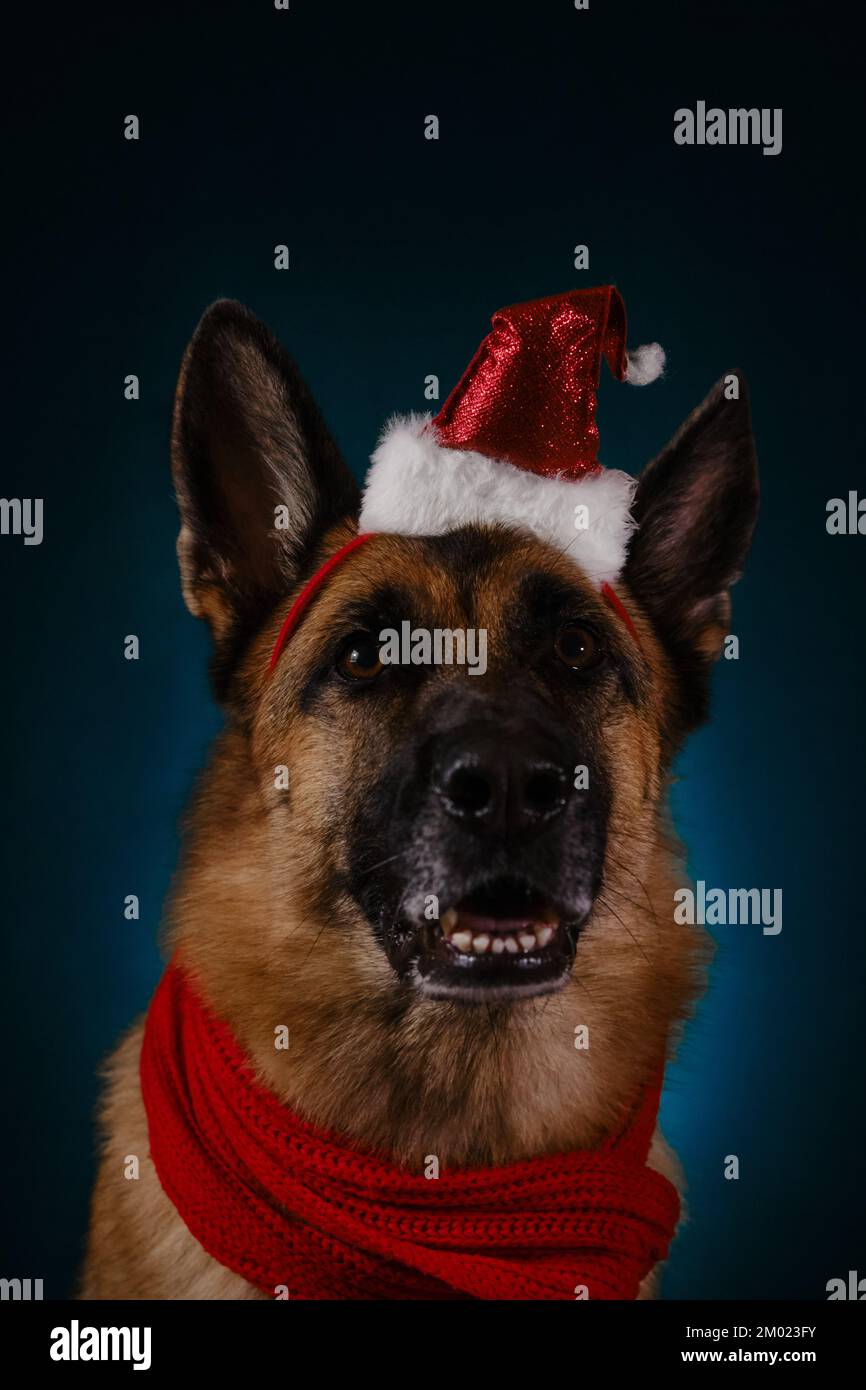 Concept of pet celebrating Christmas as people. Beautiful German ...
