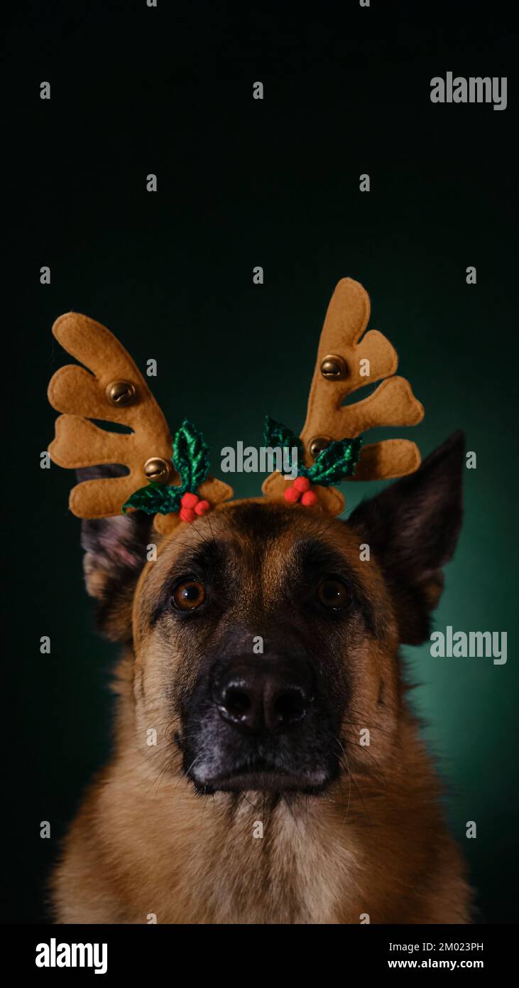 Green screen deer hi-res stock photography and images - Alamy