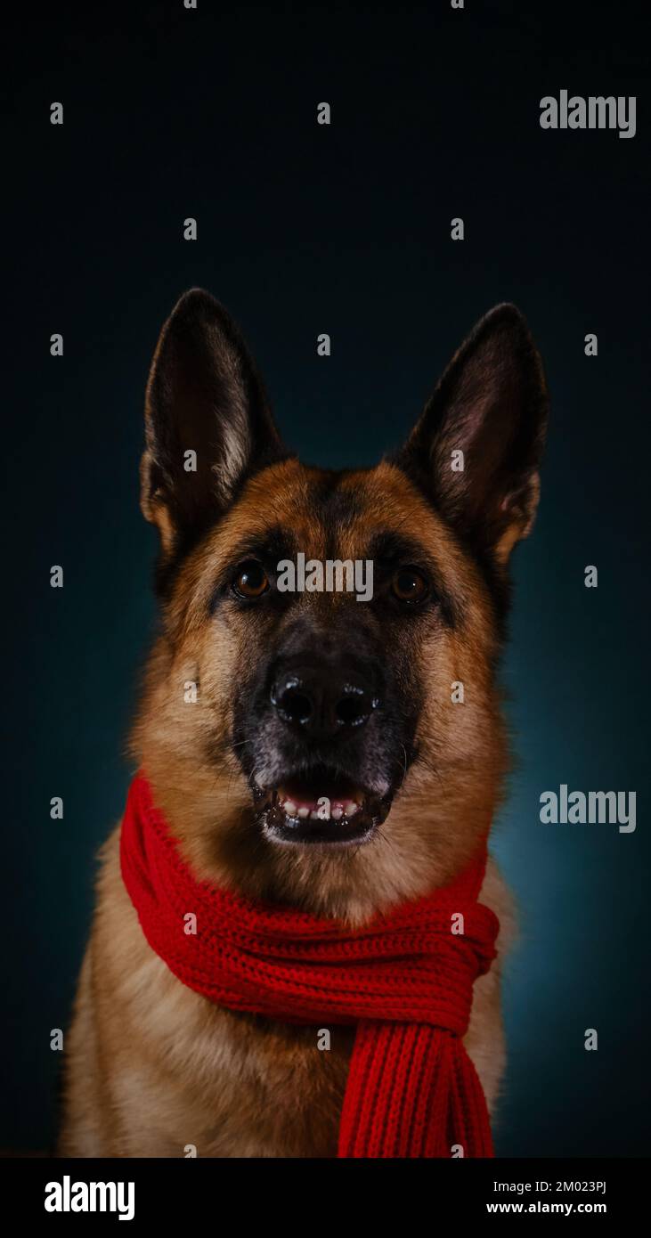 Pet looks like human. Beautiful German Shepherd with red knitted scarf ...