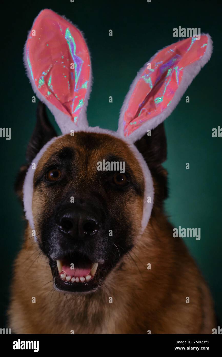 Rabbit green screen hi-res stock photography and images - Alamy
