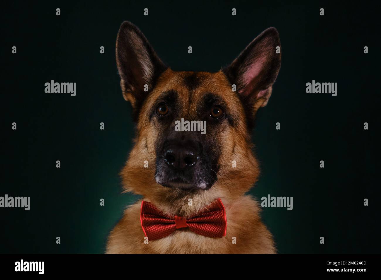 Gentleman dog with red bow tie, studio portrait close up on dark green ...