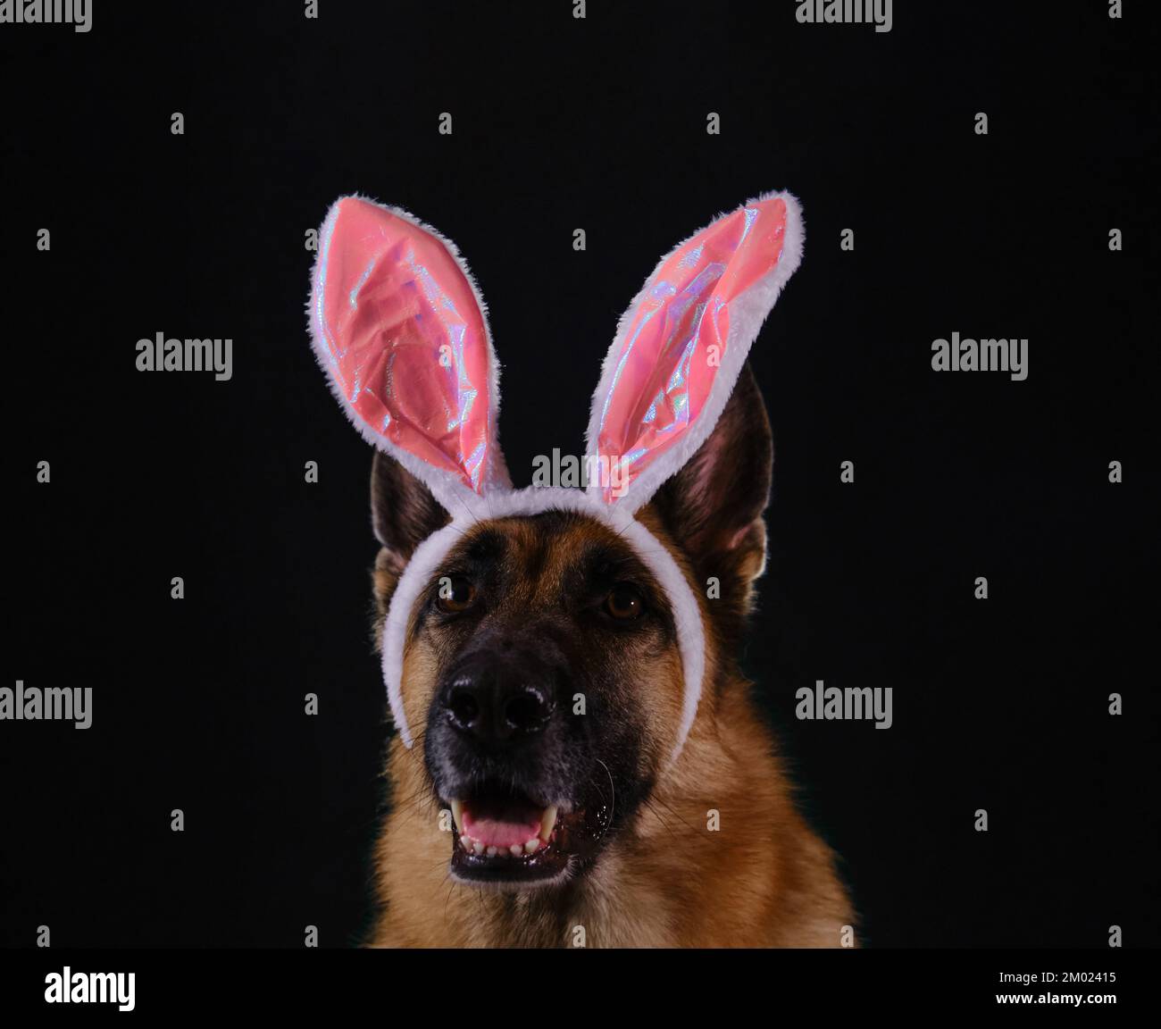 Pet celebrates Catholic Easter as person. Beautiful German Shepherd ...