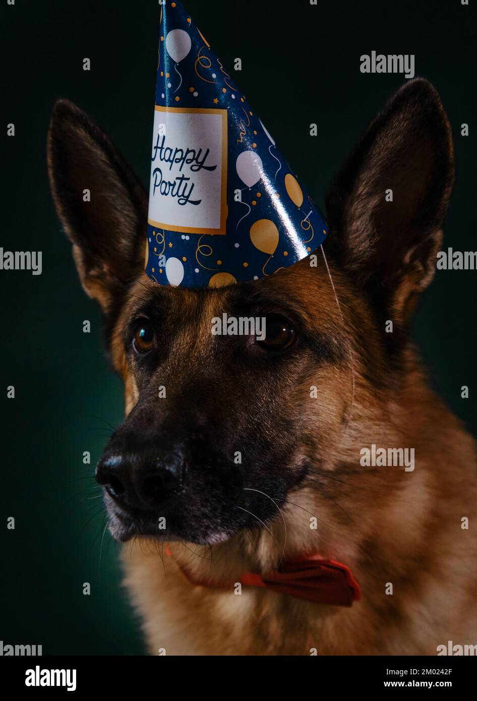 Concept of dog celebrating birthday like humans. German shepherd with ...