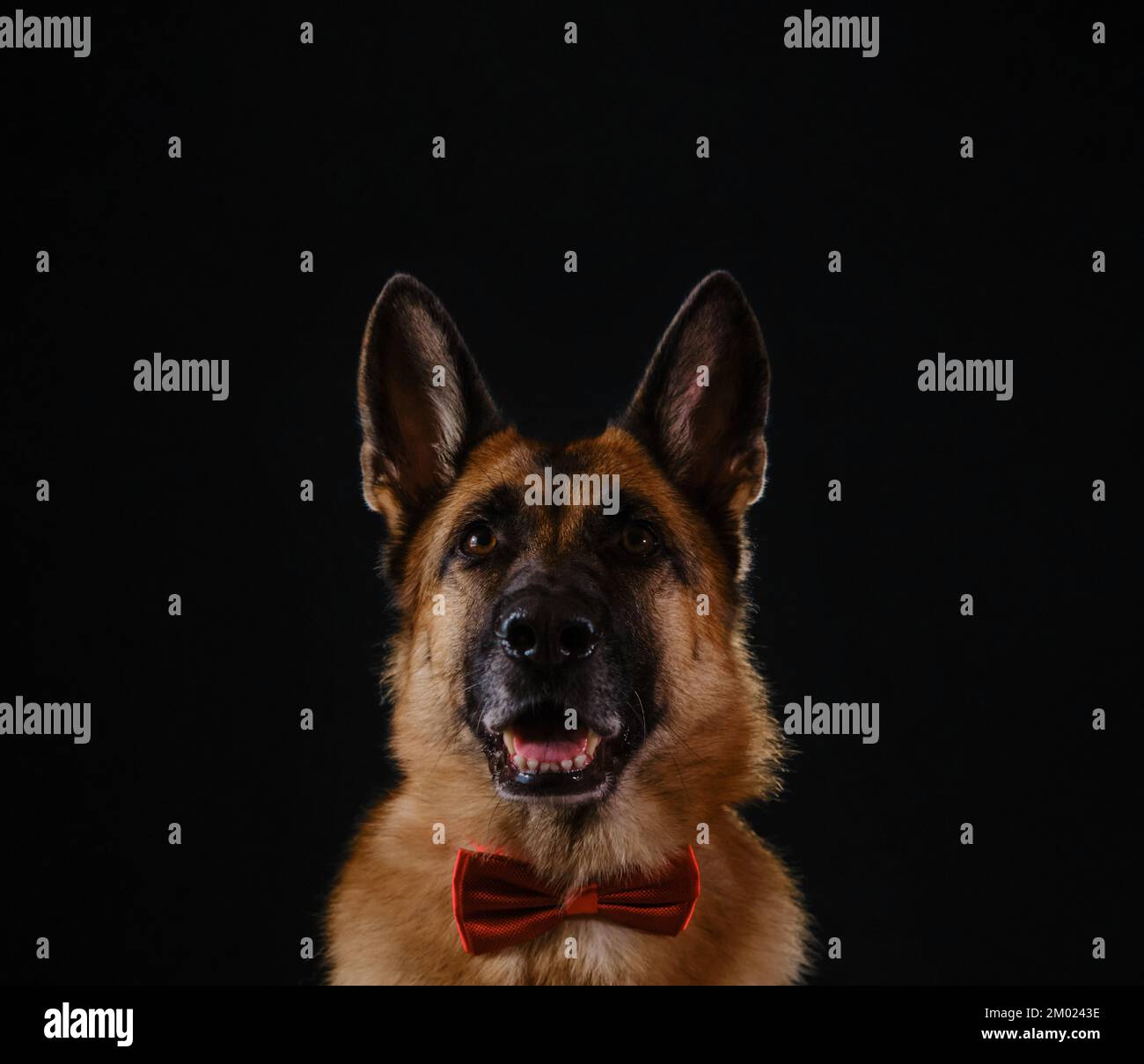 Gentleman dog with red bow tie, studio portrait close up on black ...