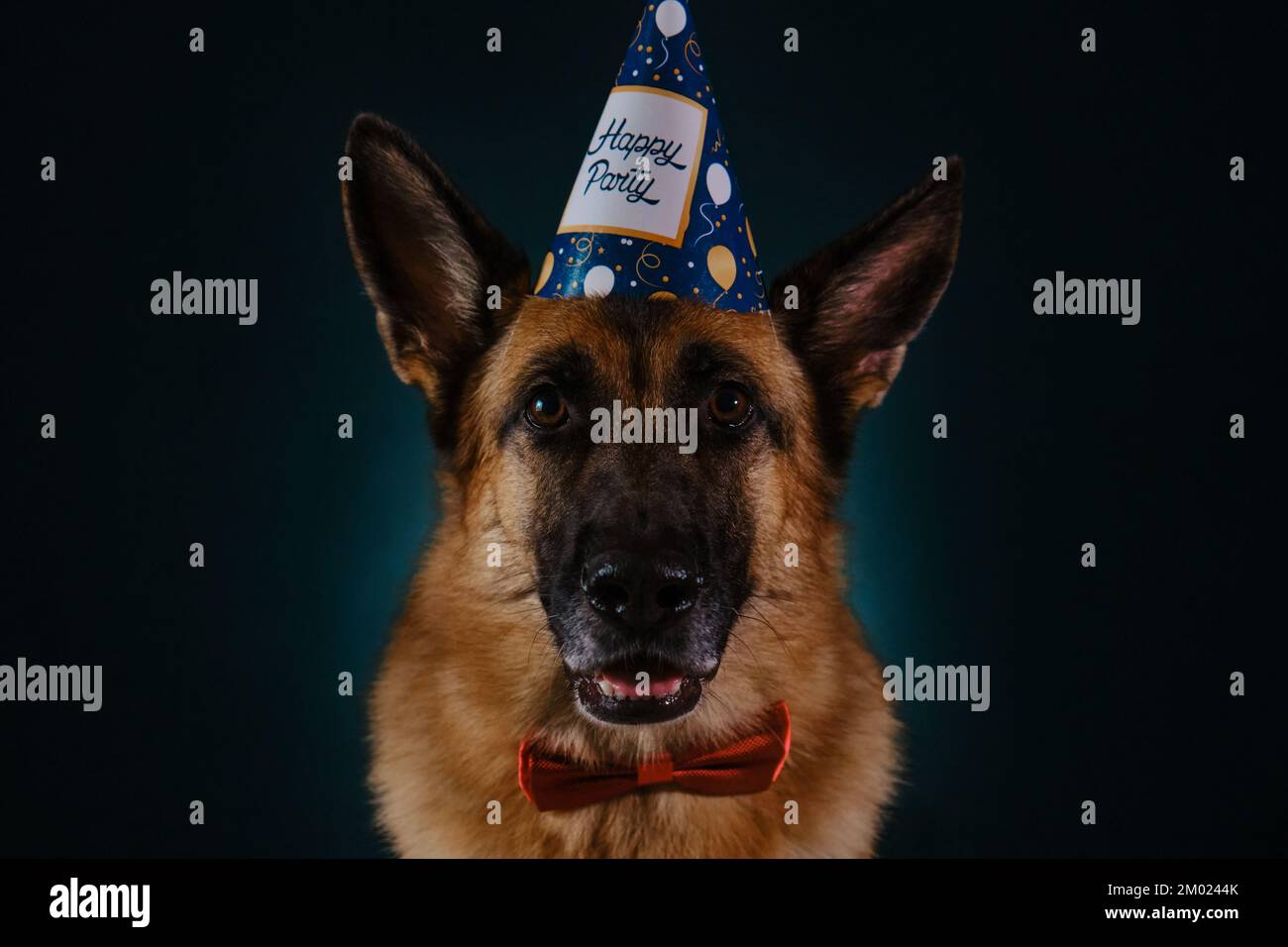 Concept of dog celebrating birthday like humans. Studio portrait close ...