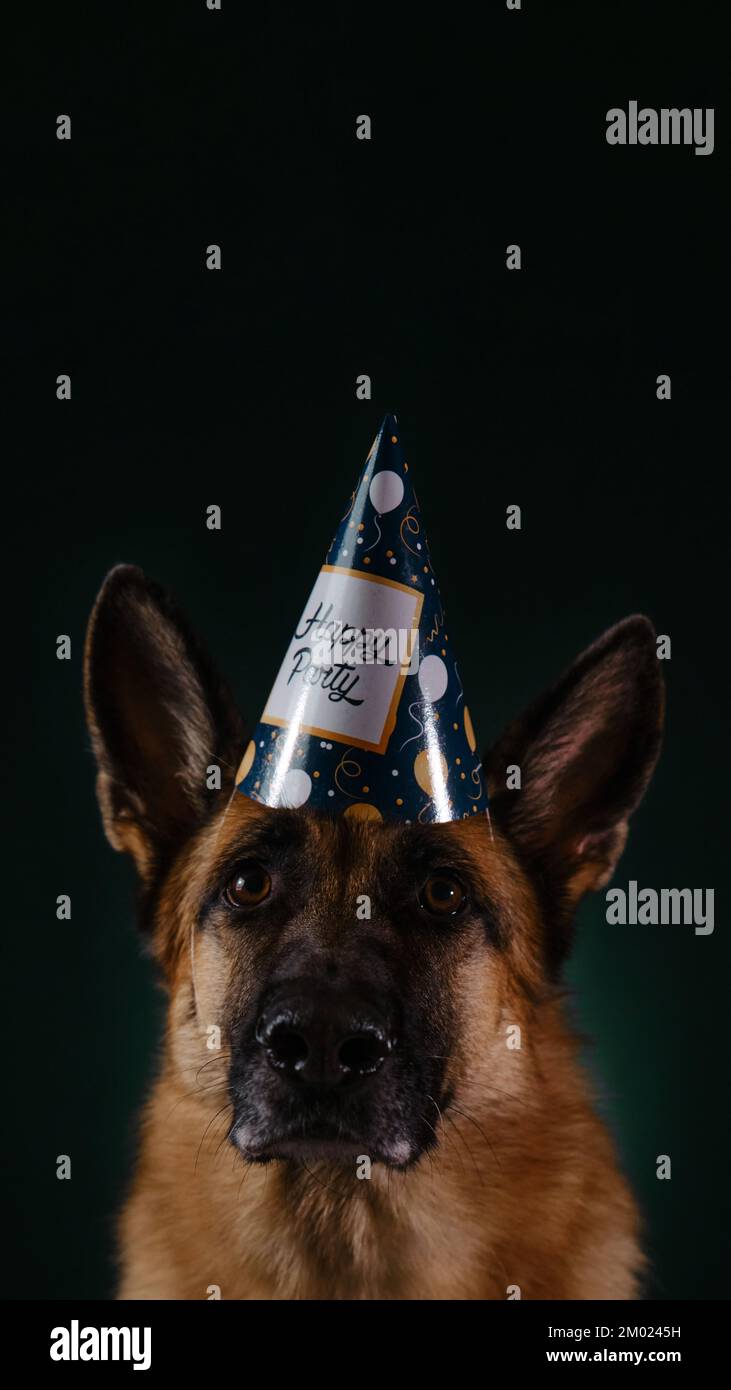 Dog celebrating birthday like humans. Studio portrait close up on dark ...