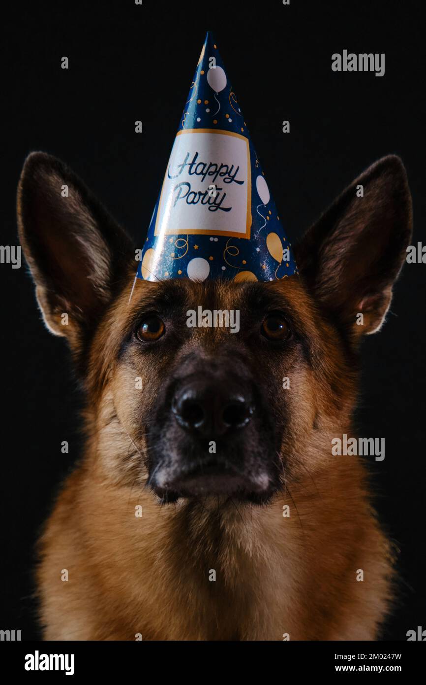 Concept of dog celebrating birthday like humans. German shepherd with ...