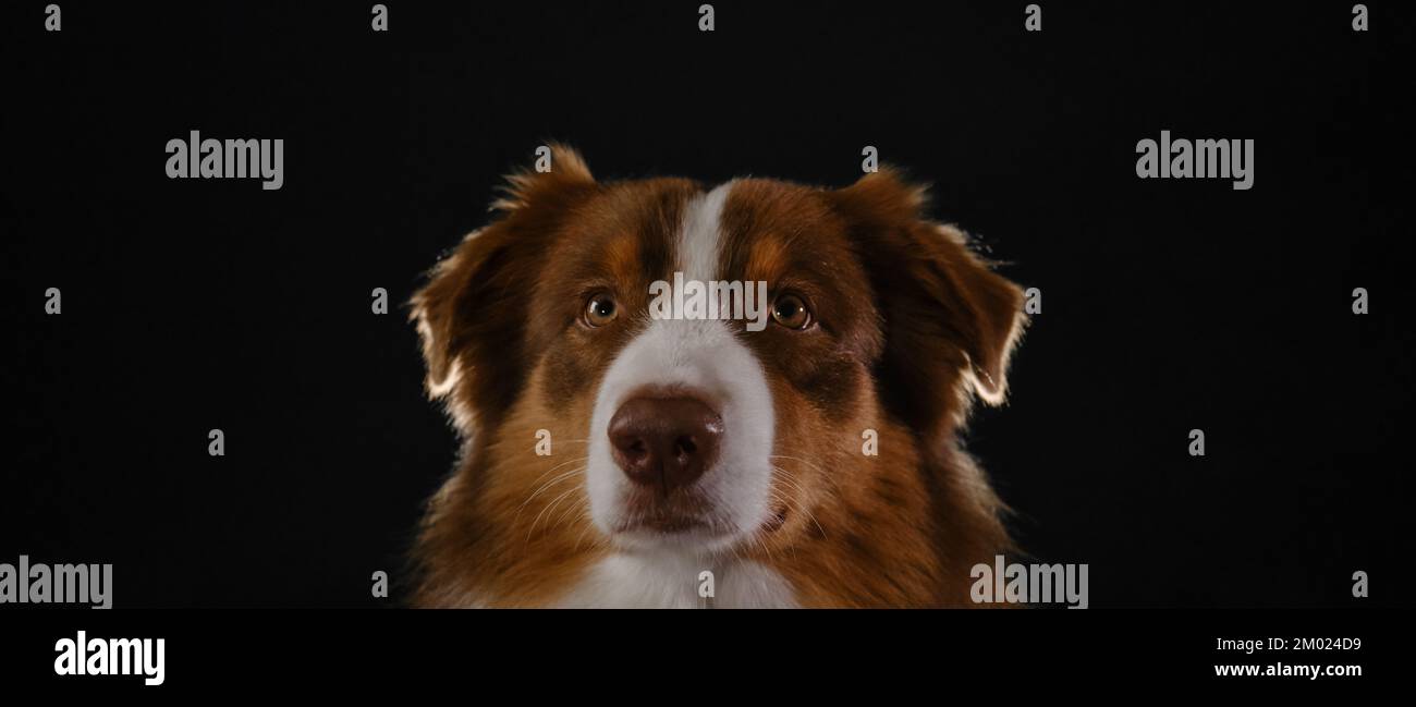 Studio portrait of brown Australian Shepherd. Thoroughbred dog on dark ...