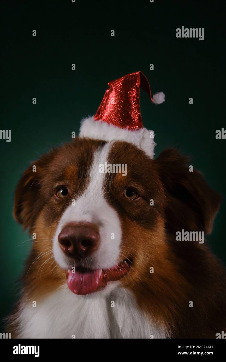 Australian shepherd wears red santa hi-res stock photography and images ...