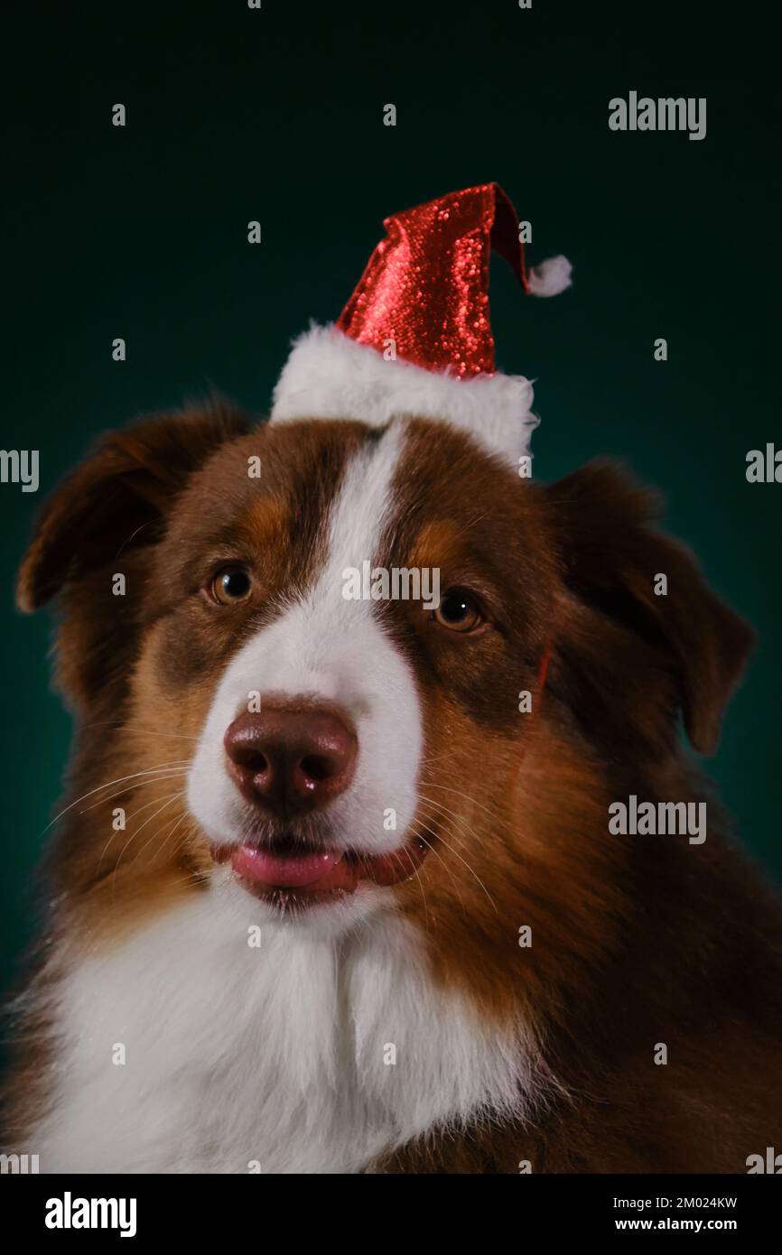 Concept of pet celebrating Christmas. Brown Australian Shepherd dog ...