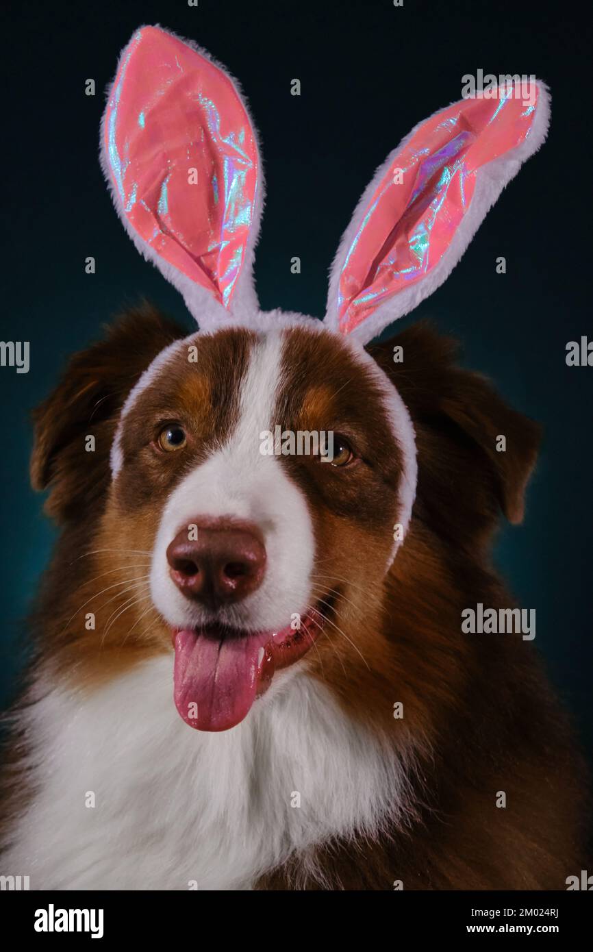 Happy New Year 2023 rabbit. Dog with pink bunny ears on head. Happy ...