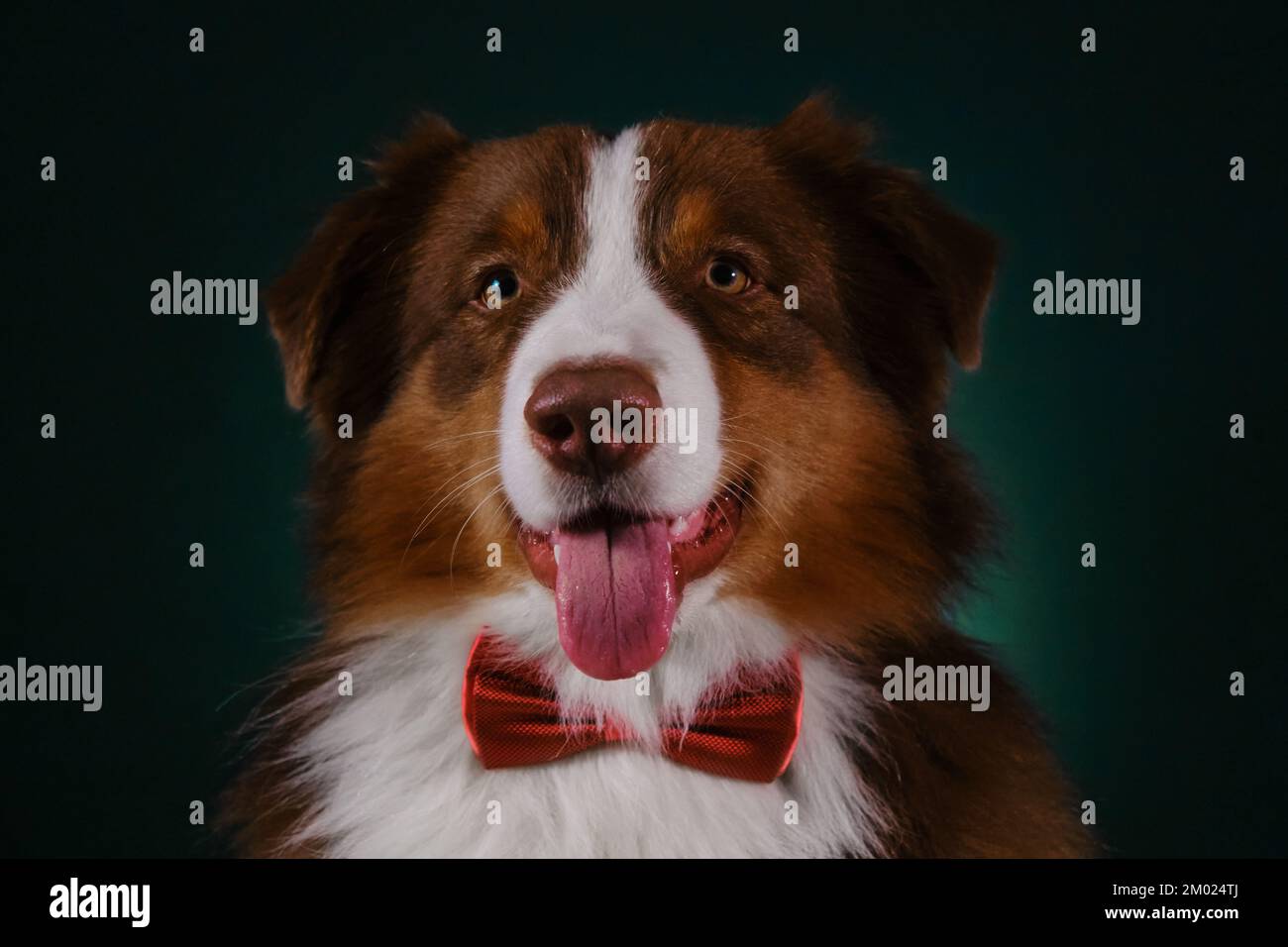Gentleman dog with red bow tie. Happy Brown Australian Shepherd stylish ...
