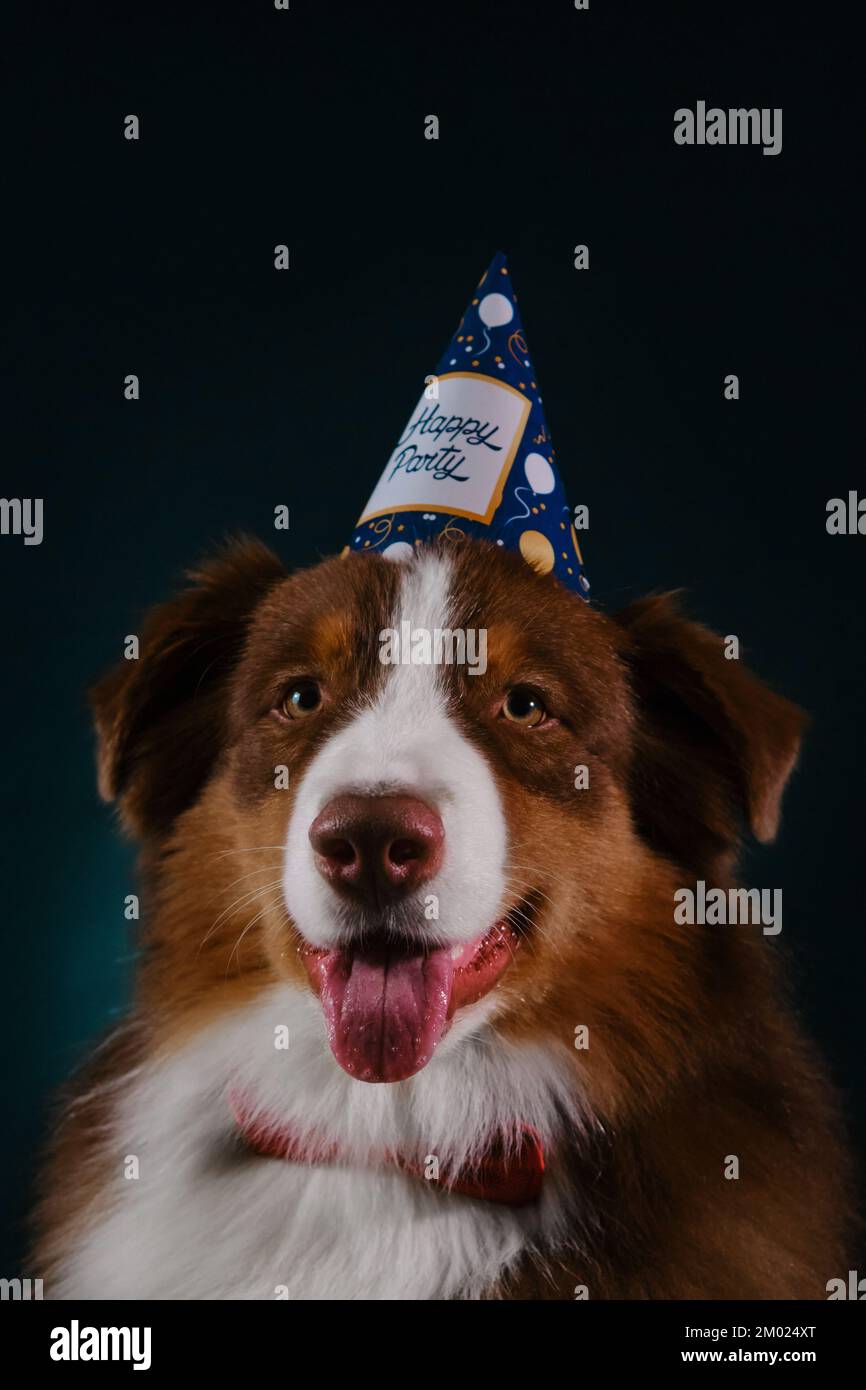 Studio portrait aussie red tricolor on dark blue background. Gentleman ...