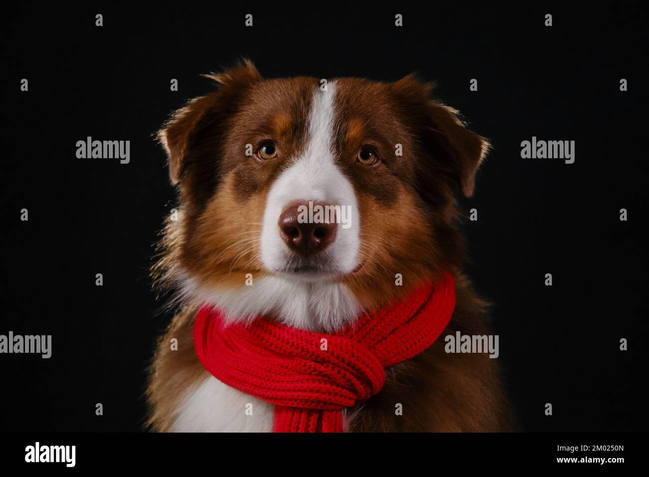 Brown Australian Shepherd wears warm red knitted scarf. Studio portrait ...