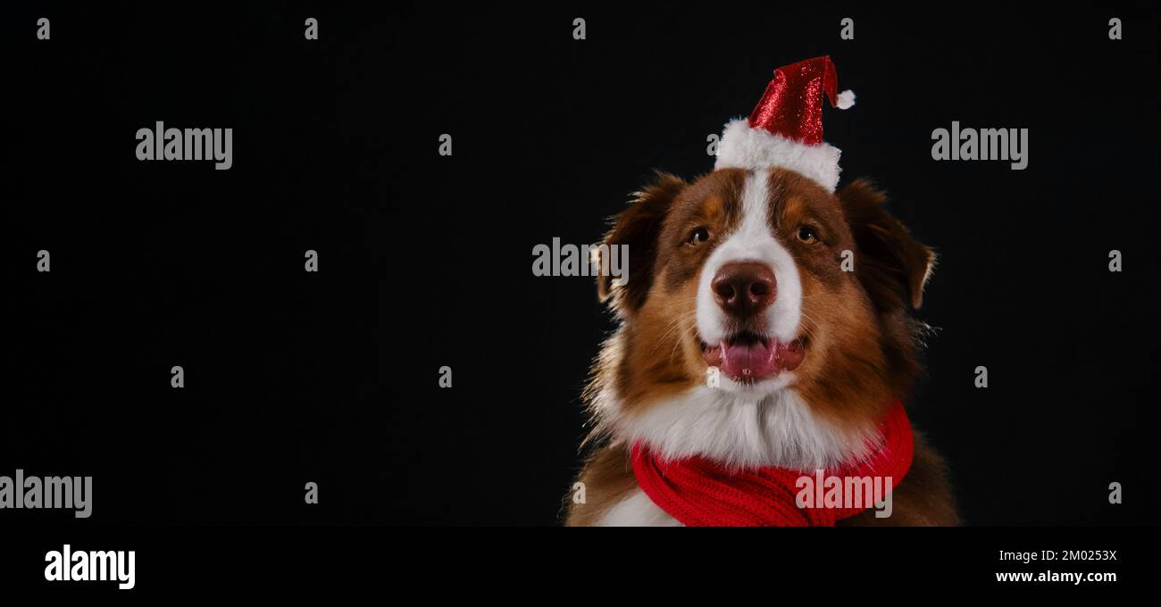 Brown Australian Shepherd wears warm red knitted scarf and Santa hat ...